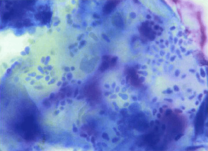 Introduction to canine skin and dermatology by Matthew Garland ...