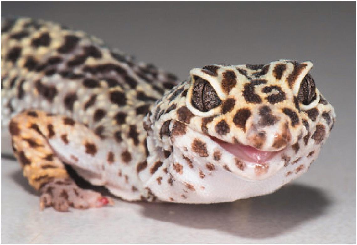 Nutritional secondary hyperparathyroidism in reptiles by Georgia Bell ...