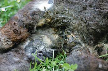 Myiasis in domestic rabbits by Kelly Druce - British Veterinary Nursing ...