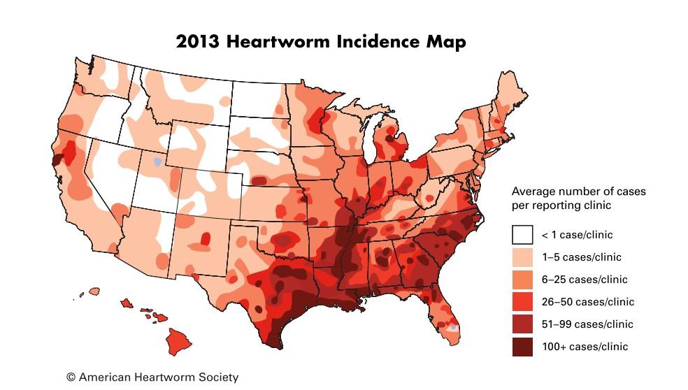 Canine heartworm – an ever-present threat by Dr Catriona Curtis ...