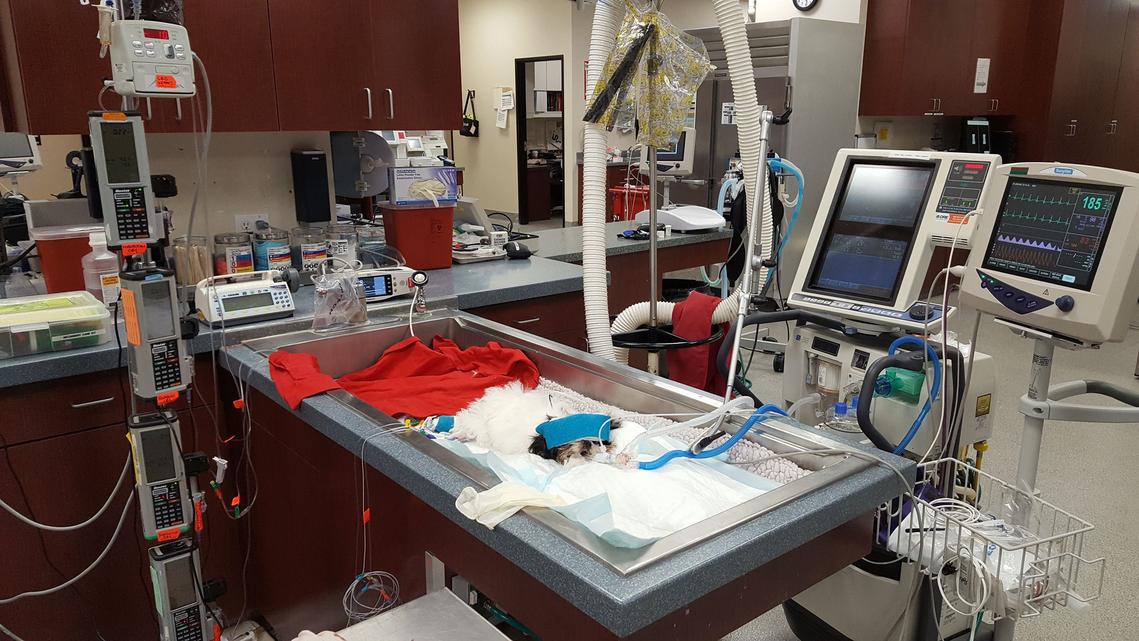 Nursing care for the mechanically ventilated patient by Scarlette ...