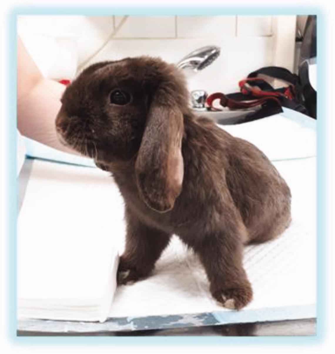 Rabbit hind limb amputation: case study by April Louise Murphy ...