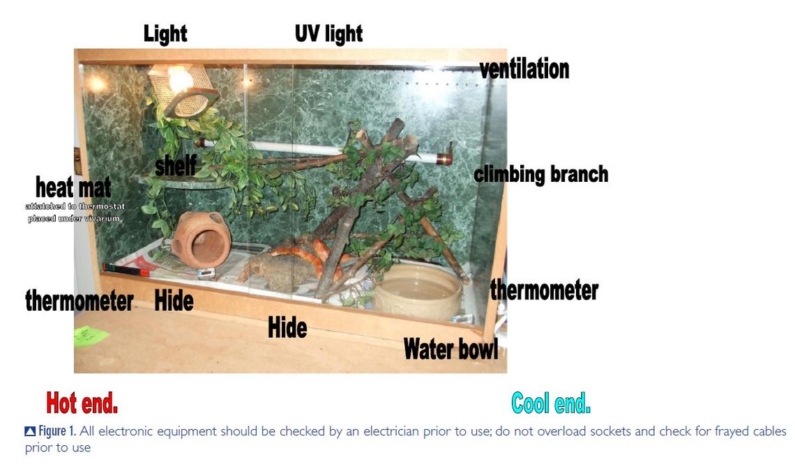 A basic guide to hospitalising snakes by Adina Valentine - British ...