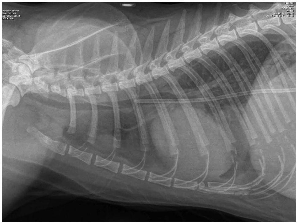 The diagnosis and management of pneumothorax by Eimear Shorten and ...
