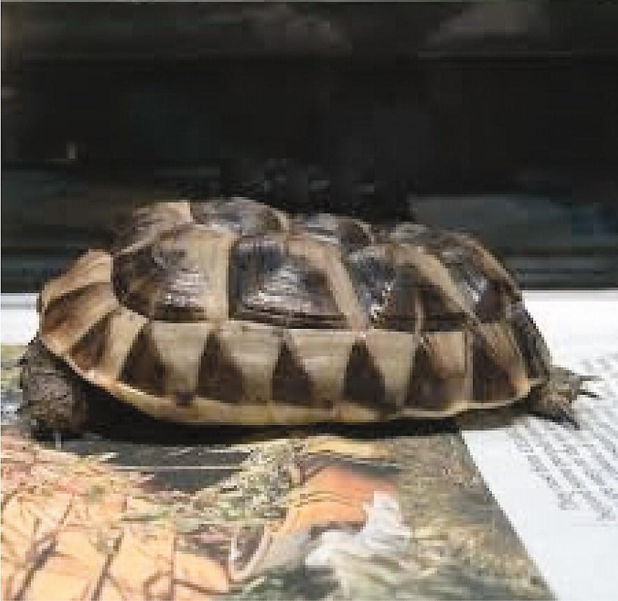 Nutritional secondary hyperparathyroidism in reptiles by Georgia Bell ...