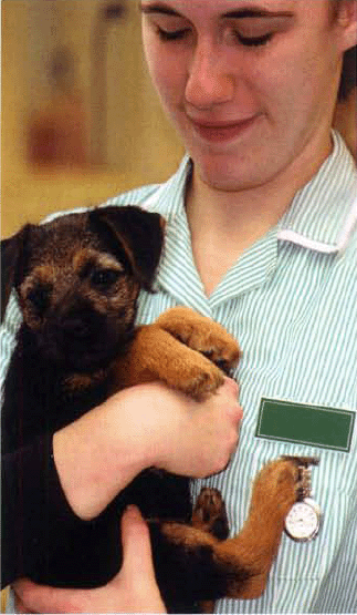 The route to success - pathway qualifications for a career in ...