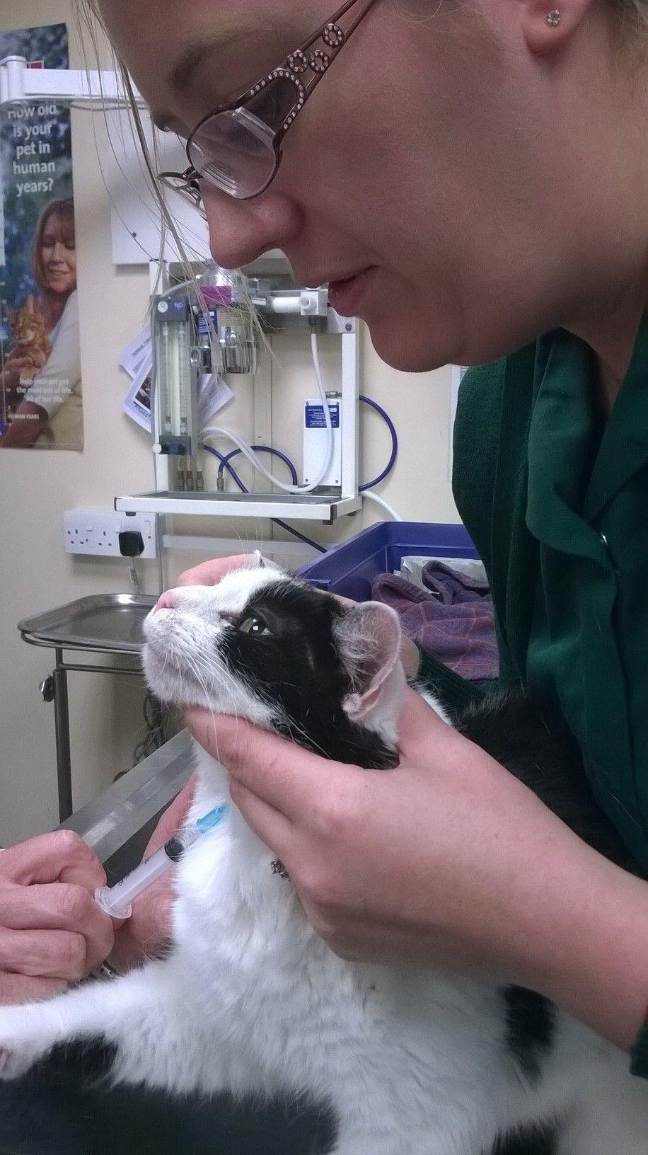 Cat handling and associated stress: a clinical nursing perspective by Lauren Williams - British ...