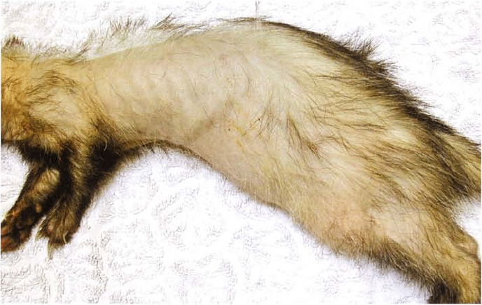 Adrenal gland disease in ferrets by John Chitty - British Veterinary ...