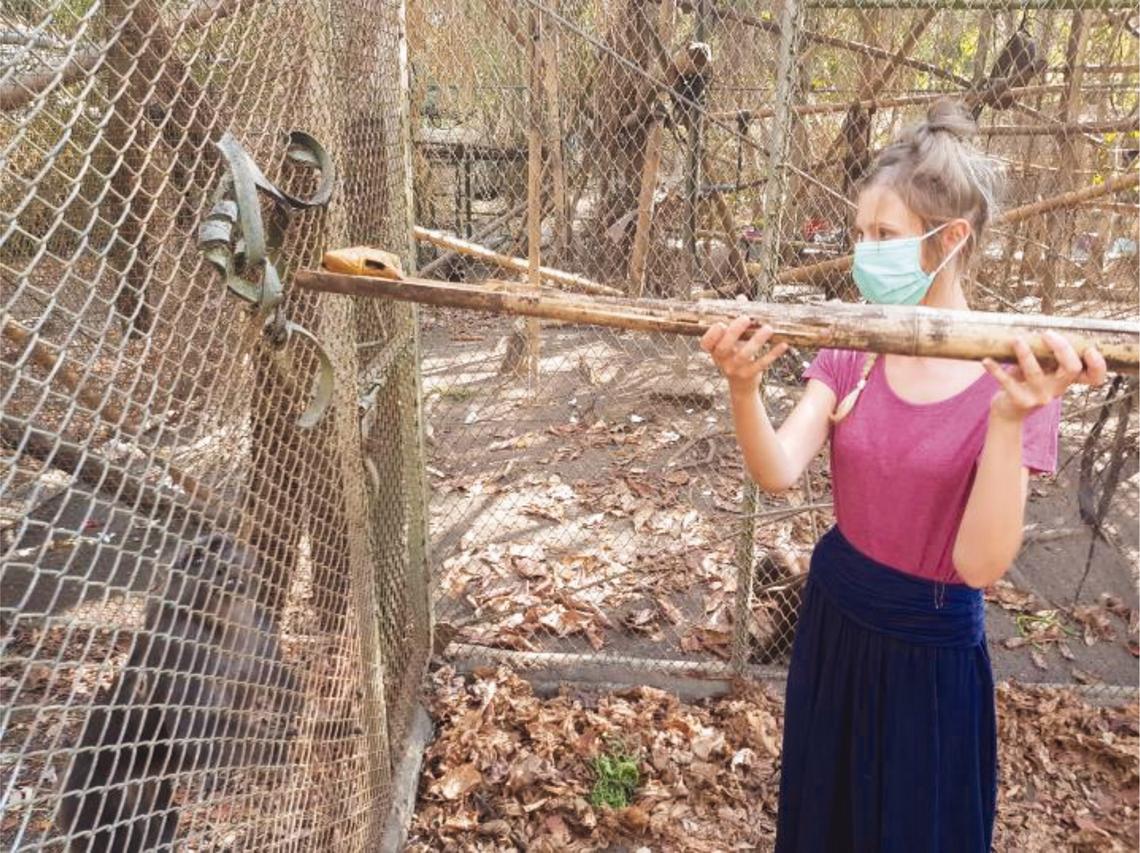 A veterinary nurse’s perspective: working alongside Sulawesi black ...