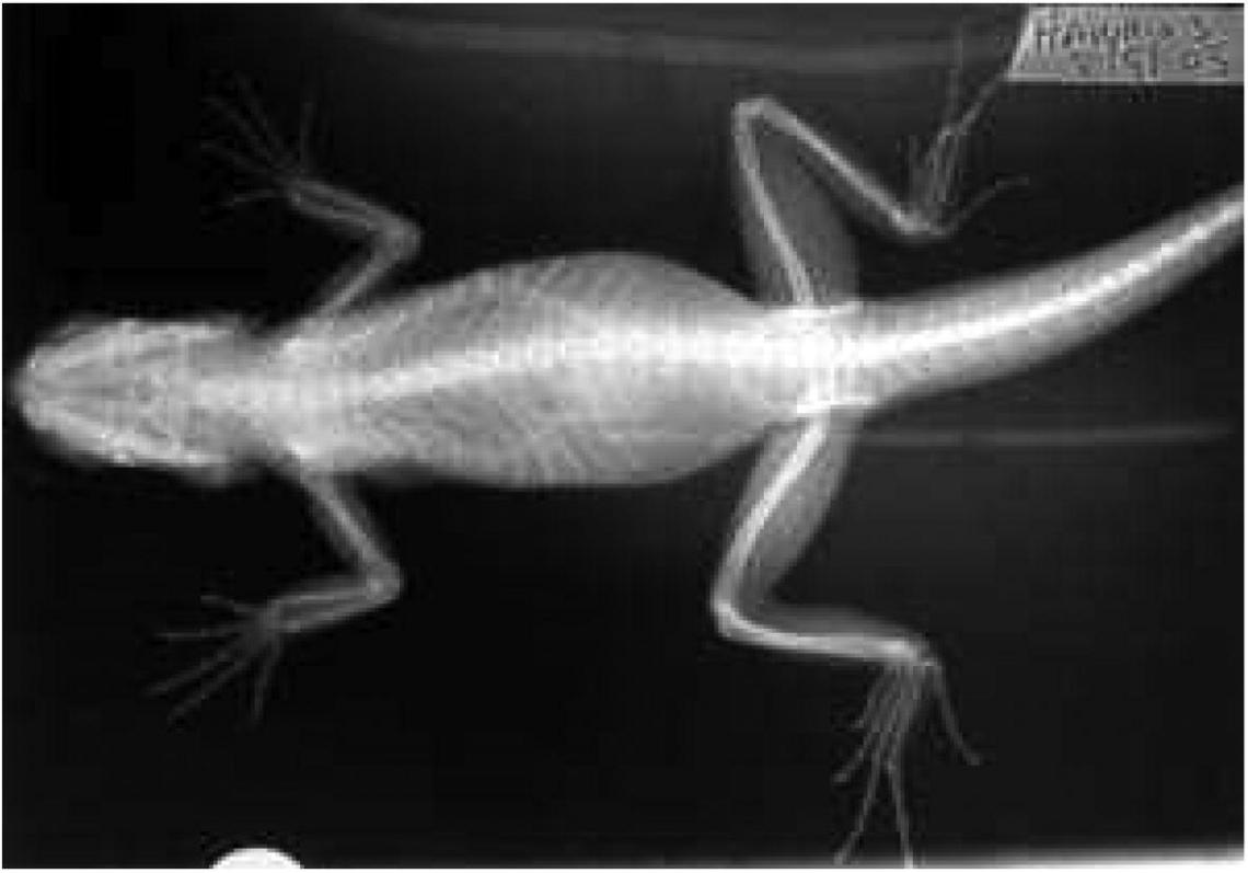 Nutritional secondary hyperparathyroidism in reptiles by Georgia Bell ...