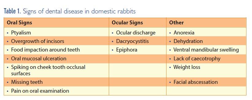 Dental disease in rabbits – malocclusion by Kelly Druce - British ...