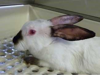 Analgesia and pain management in rabbits by Molly Varga - British ...