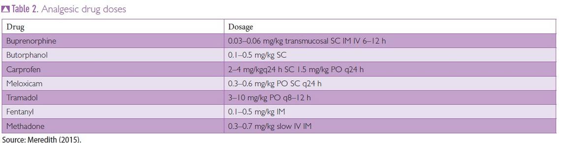 Ileus in rabbits – current thinking in treatment, nursing and ...