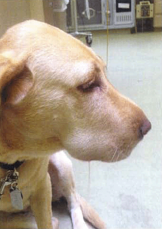 Pit viper envenomation in the United States by Brandy Tabor - British ...