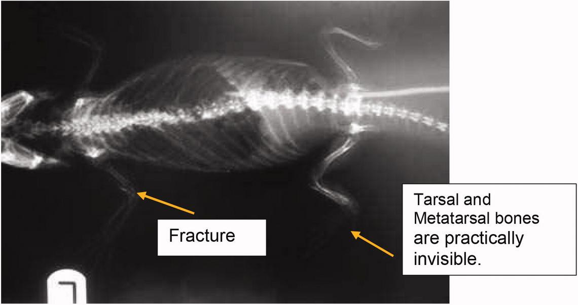 Nutritional secondary hyperparathyroidism in reptiles by Georgia Bell ...