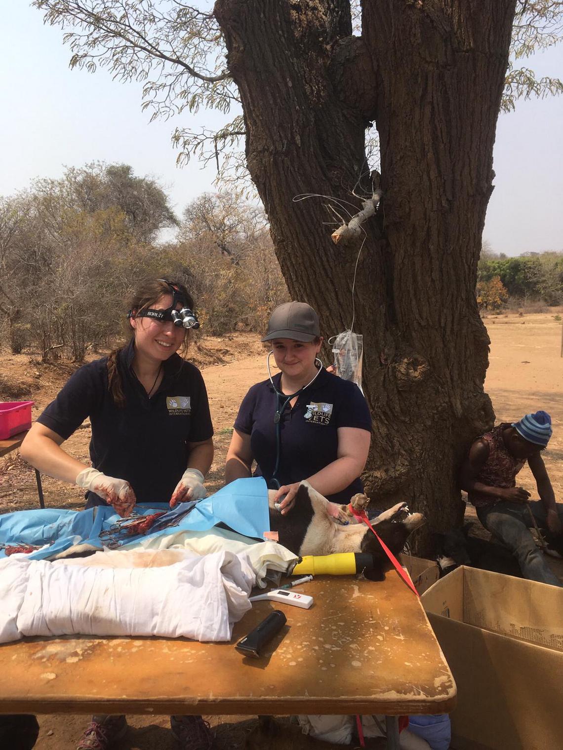 Into the unknown – my time in Zimbabwe with the African Painted Dogs by ...