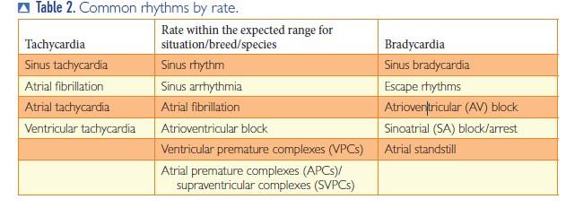 ECG interpretation by Charlotte Pace - British Veterinary Nursing ...