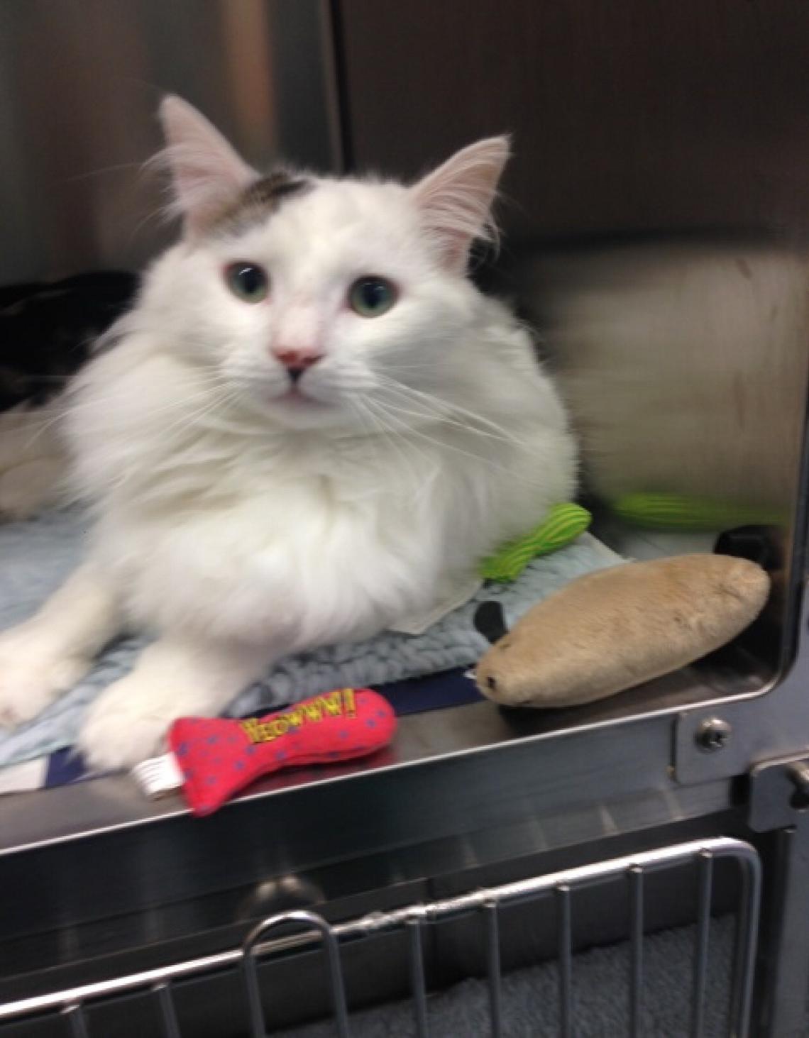 Maintaining patient welfare of the chemotherapy patient by Sarah ...