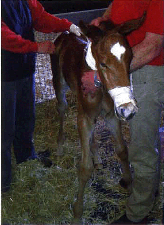 Understanding the normal neonatal foal by Bonny Millar - British ...