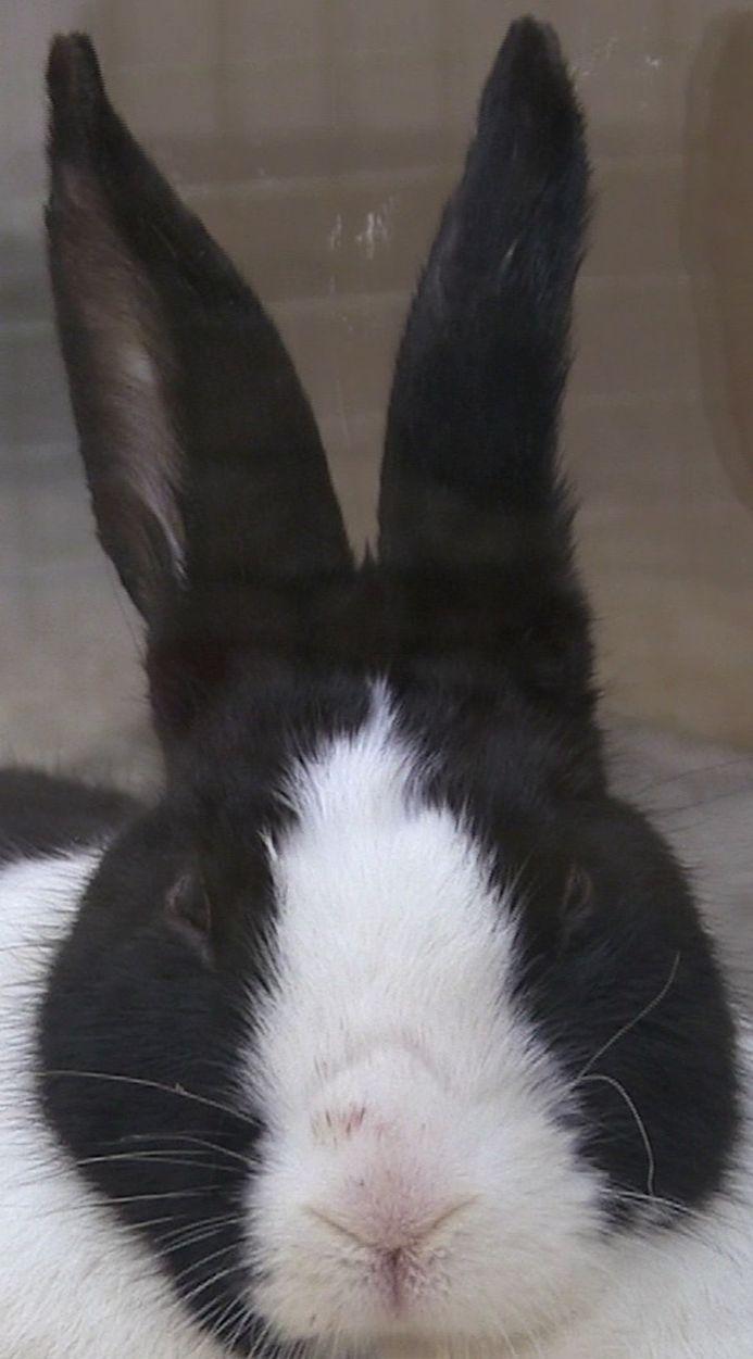 Analgesia and pain management in rabbits by Molly Varga - British ...