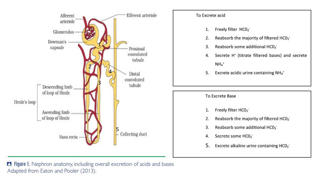 Chronic renal disease in dogs and cats: anaesthesia considerations by ...